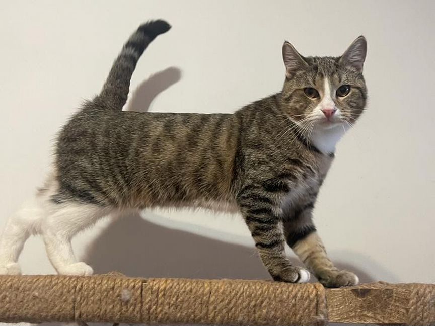 Котик Мишустик