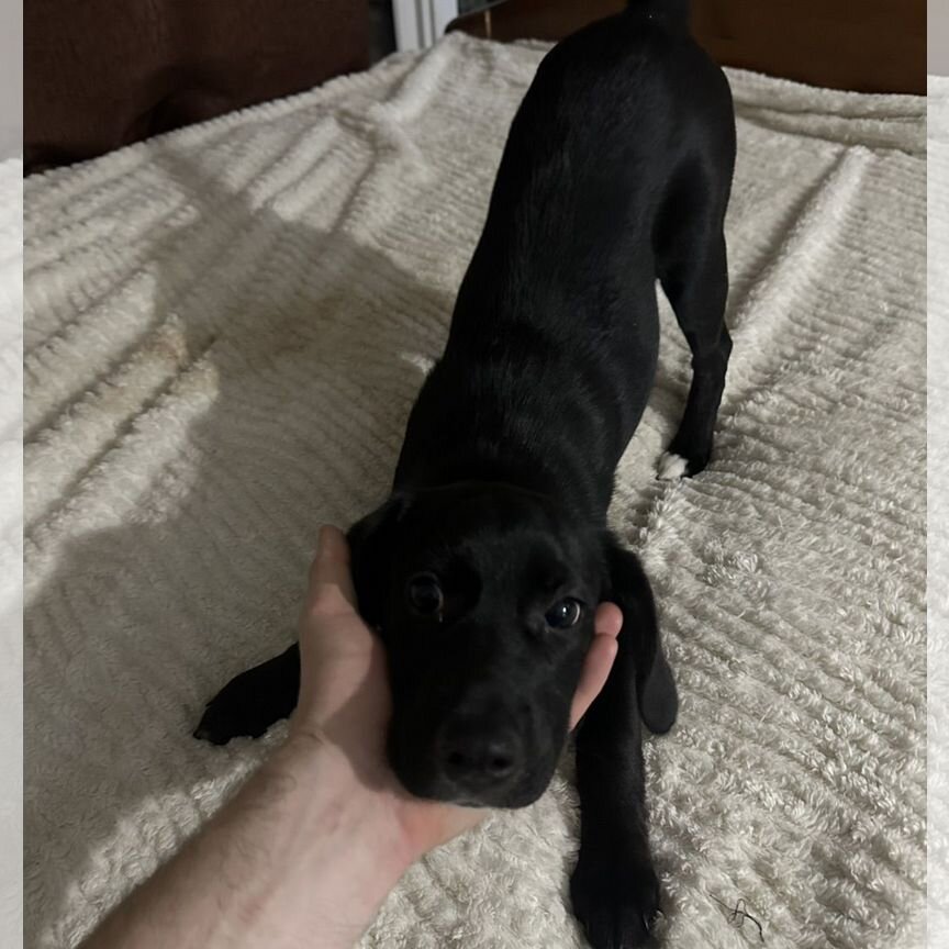 Золотистый ретривер, щенок