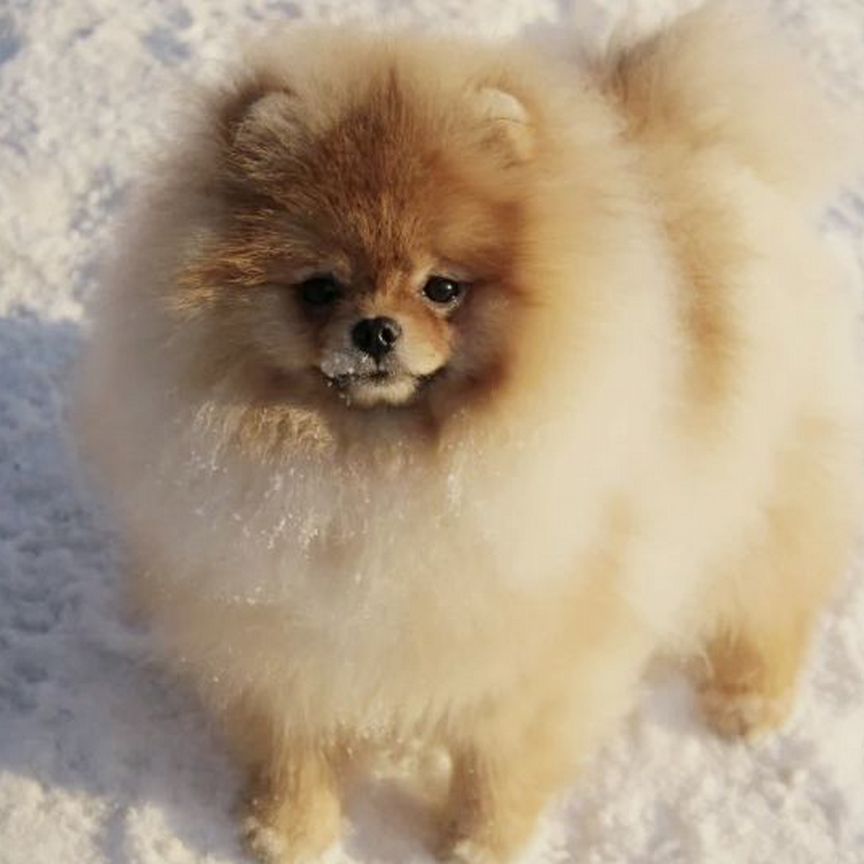 Шпиц мальчик красавчик