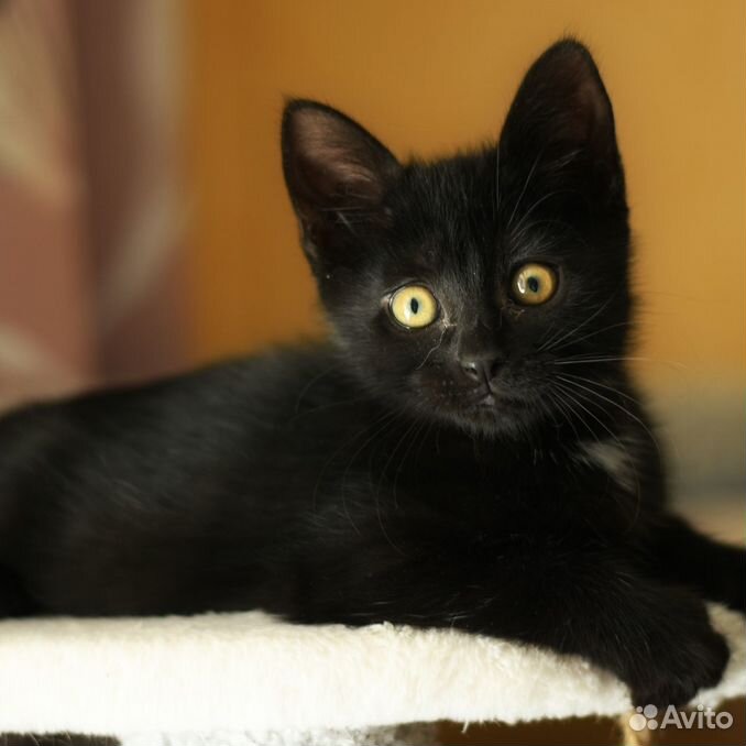 Котенок Мэри ищет семью