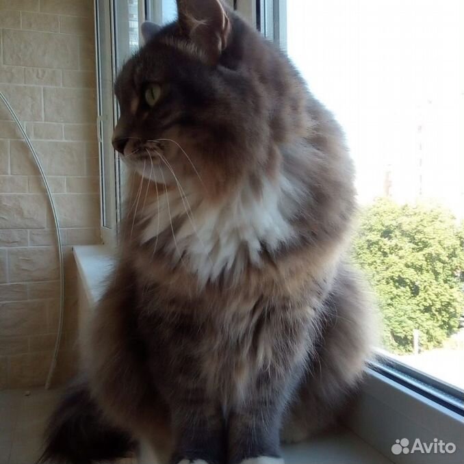 Кошечка Мика ищет дом и свою семью