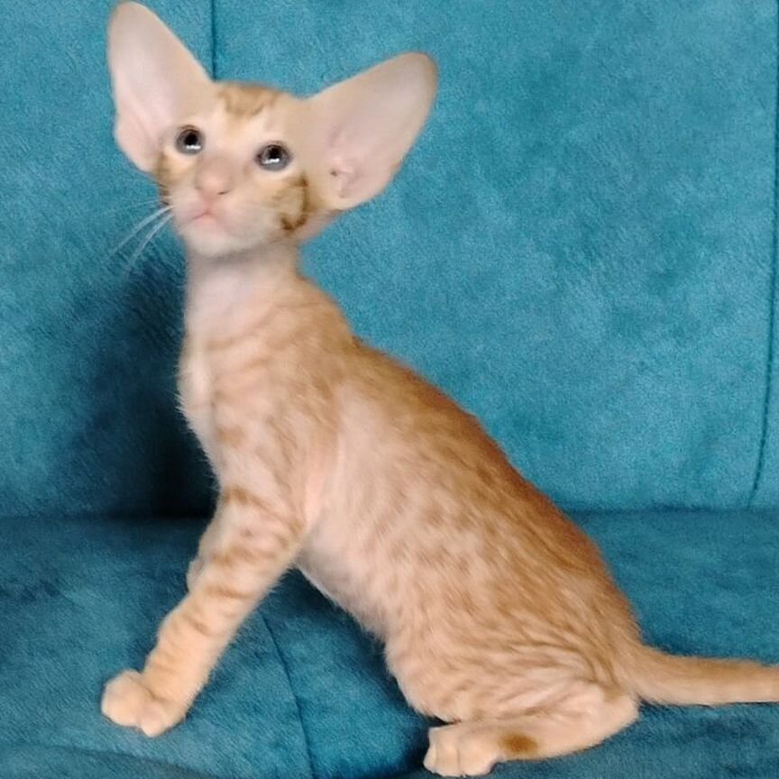 Ориентальные котята