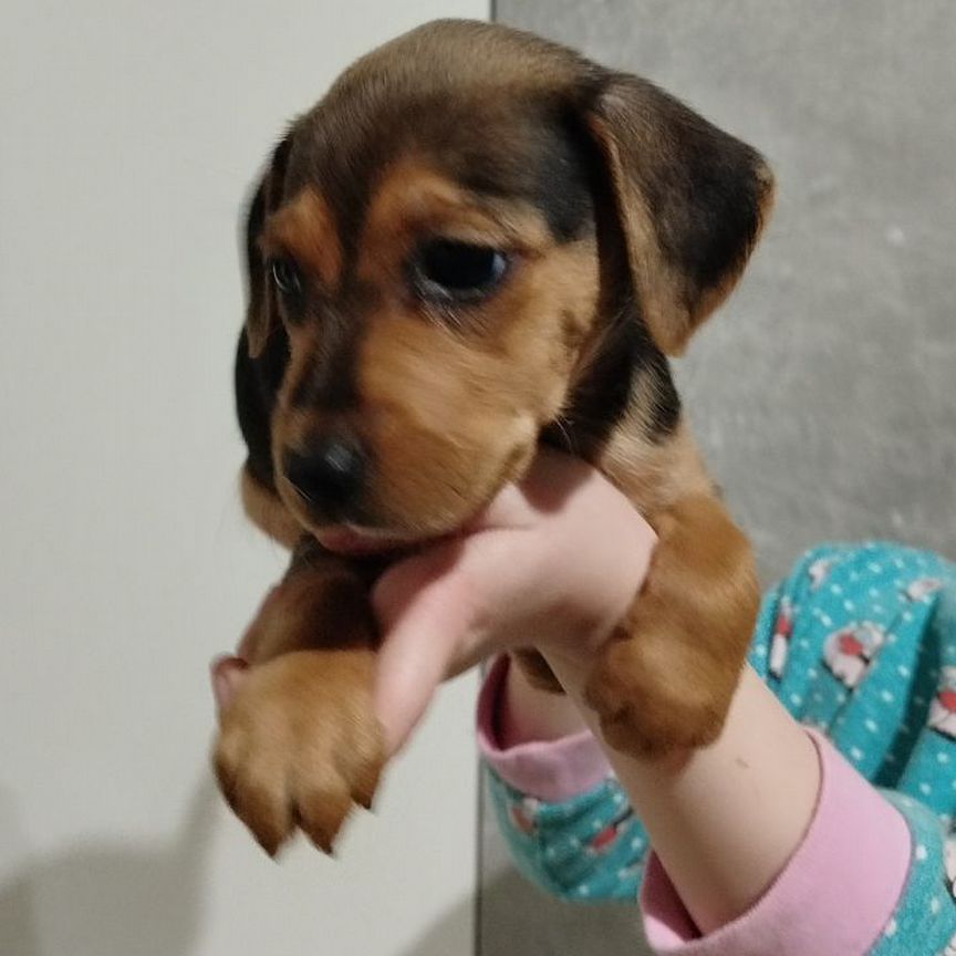 Щенки в добрые руки. Мама бигль, папа подлец