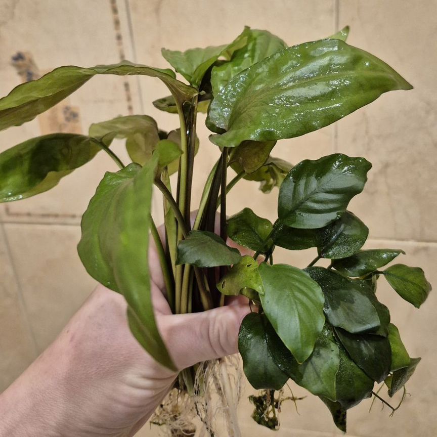 Аквариумное растение