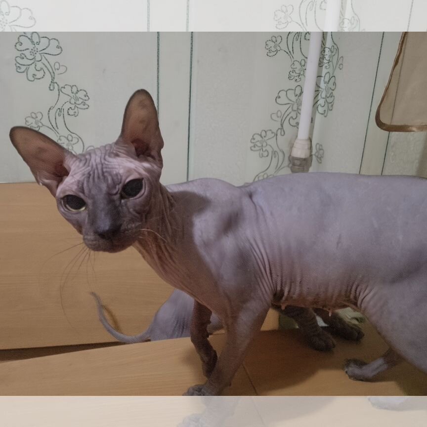 Канадский сфинкс, взрослая кошка