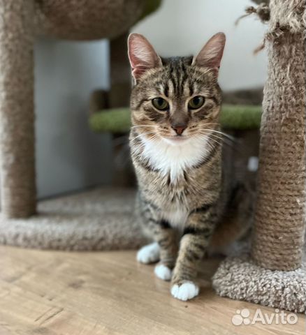 Зеленоглазое мурчало ждет своего человека