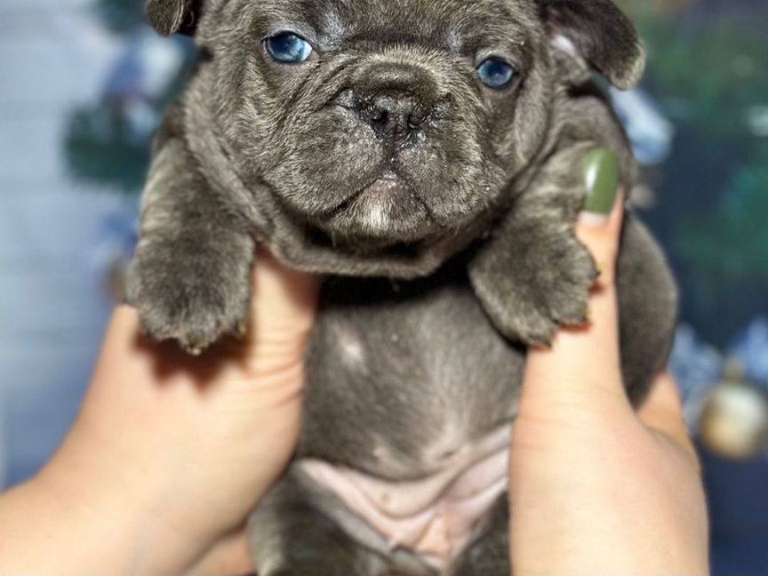 Французский бульдог 6 генный