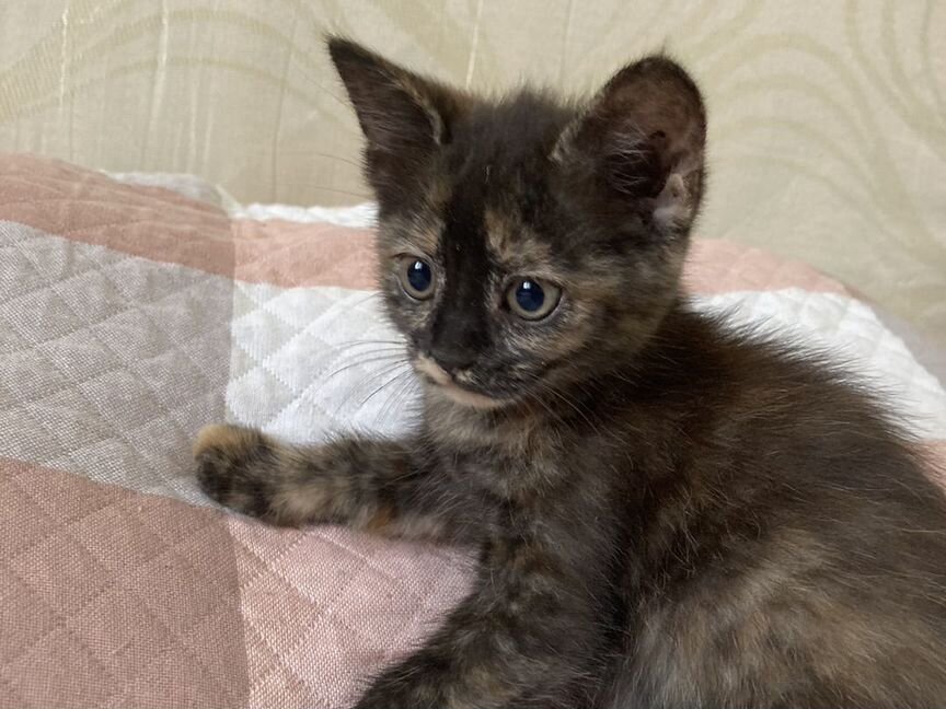 Котята в добрые руки бесплатно