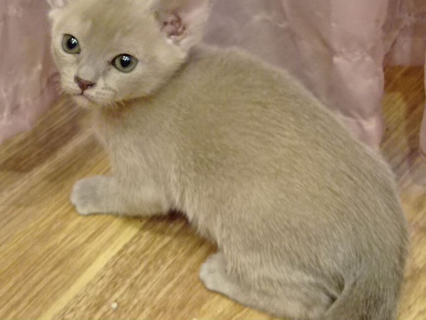 Бурманская кошечка