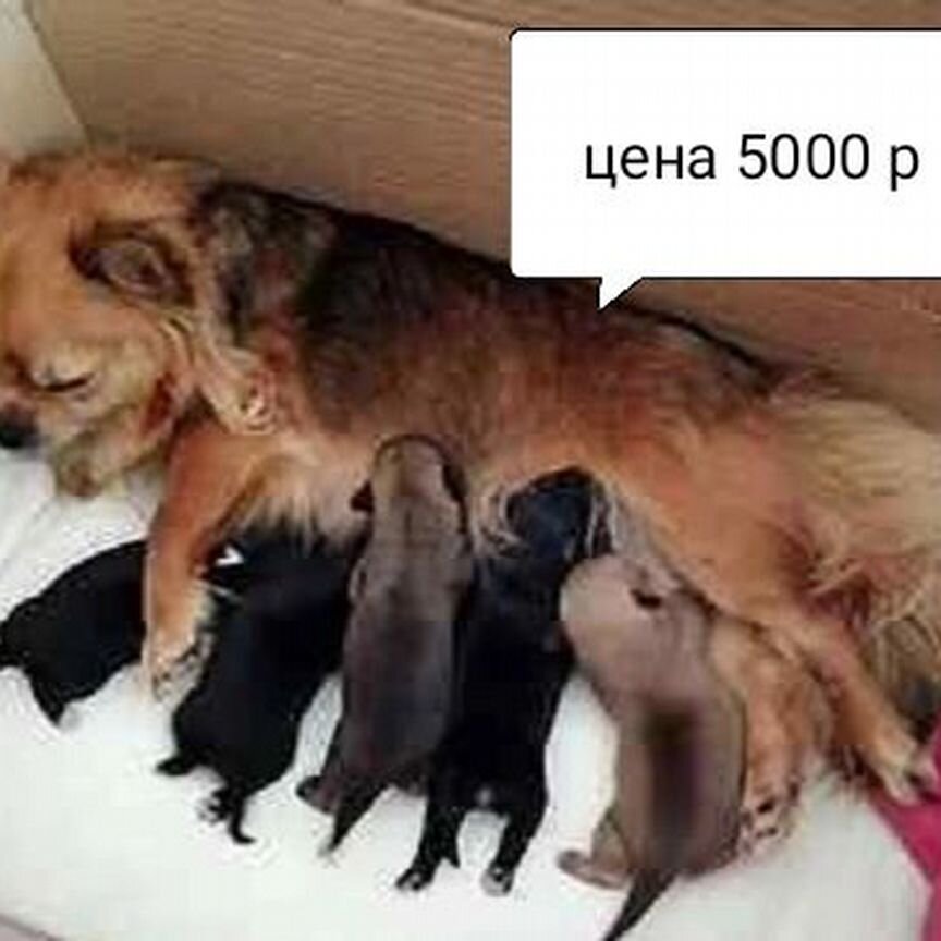Щенки от чихуа хуа