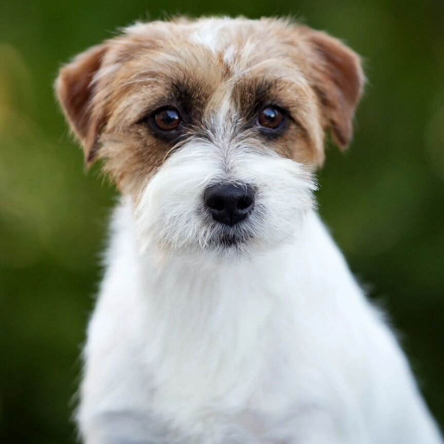 Щенки джек рассел терьера и вельш корги пемброк