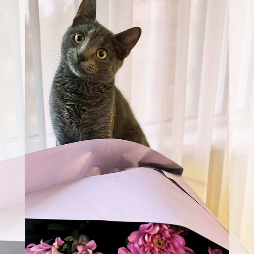 Взрослый кот в добрые руки