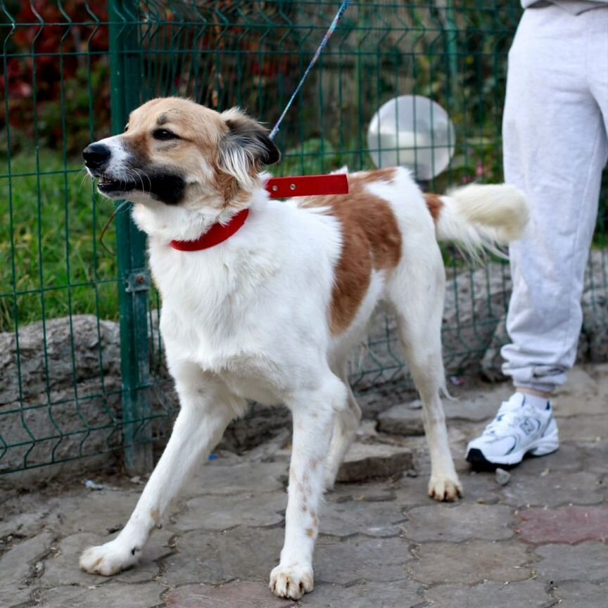 Собака в добрые руки