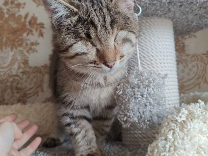 Ищет дом замечательный Котенок Рокки