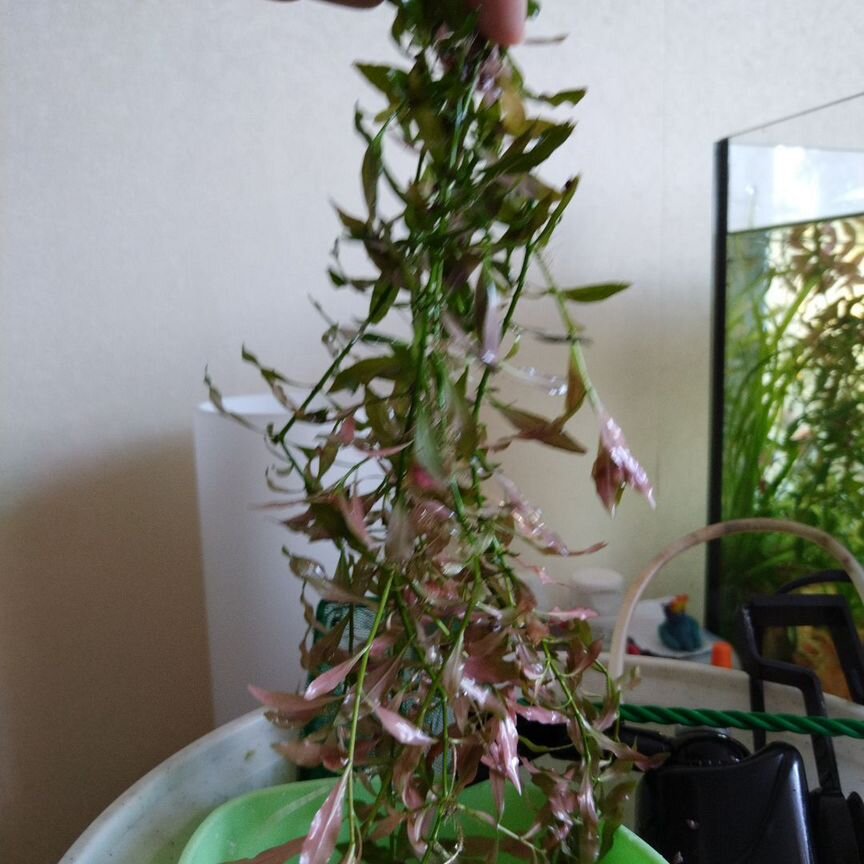 Водоросли, улитки