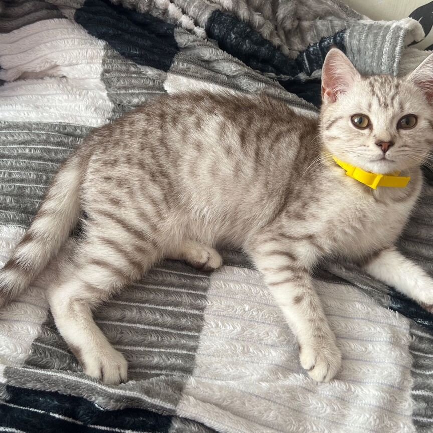 Британский котенок