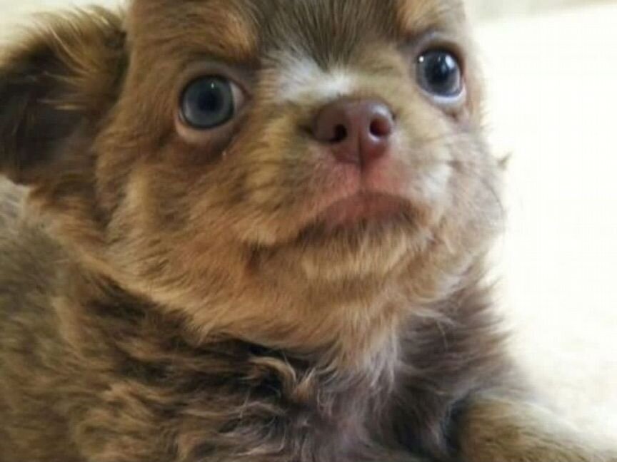 Чихуахуа лиловые и шоколадные окрасы