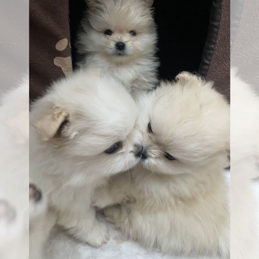 Щенки немецкого шпица