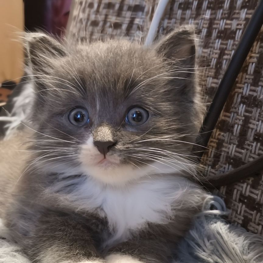 Котёнок в добрые руки