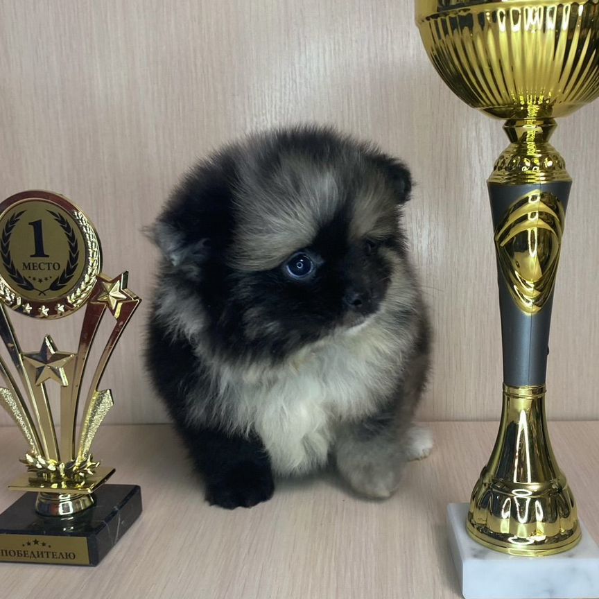 Померанский шпиц, щенок