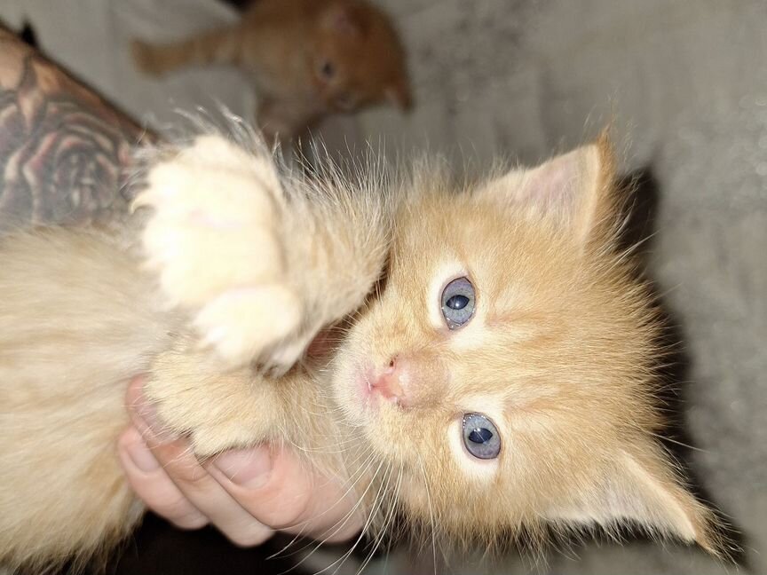 Котята