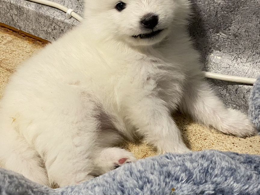 Самоедская лайка щенки