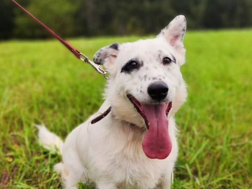 Пират ищет дом