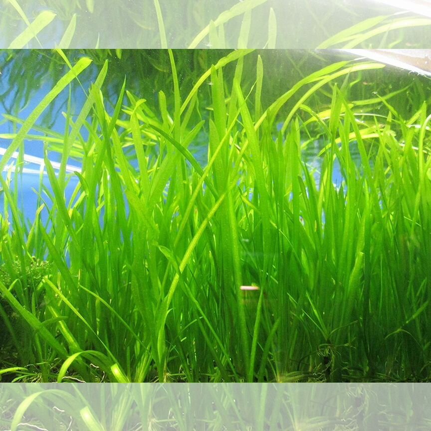 Аквариумное растение