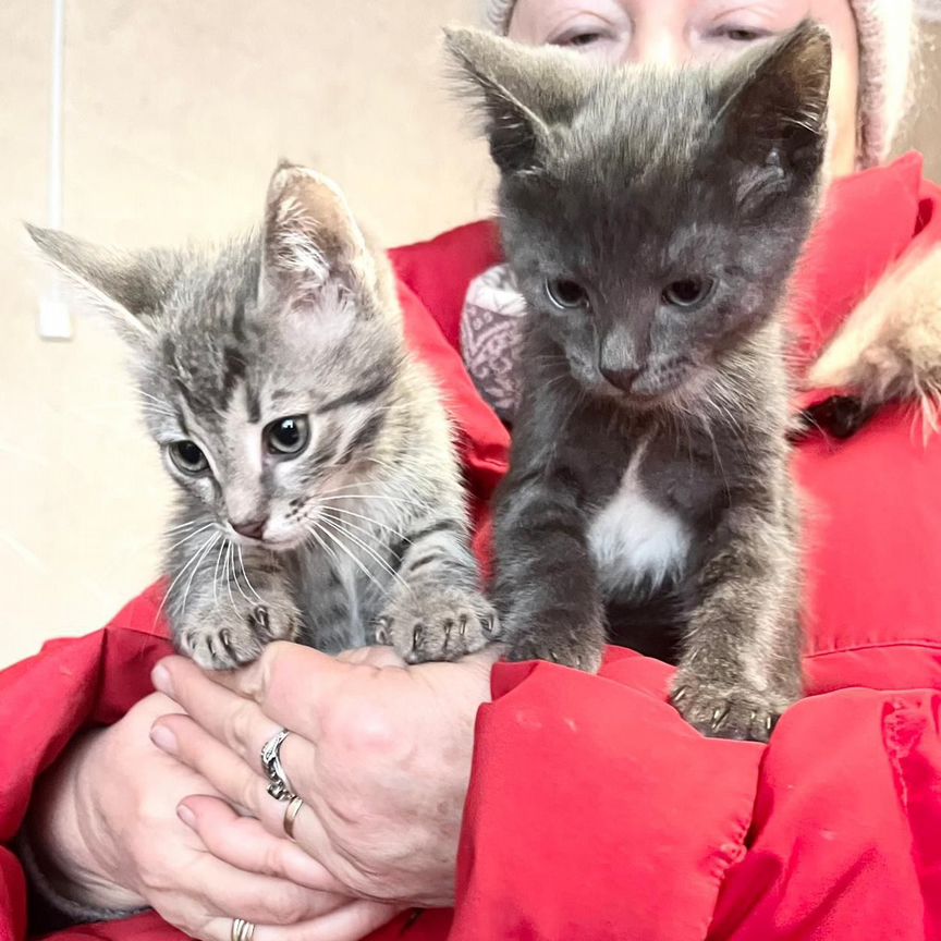 Котята