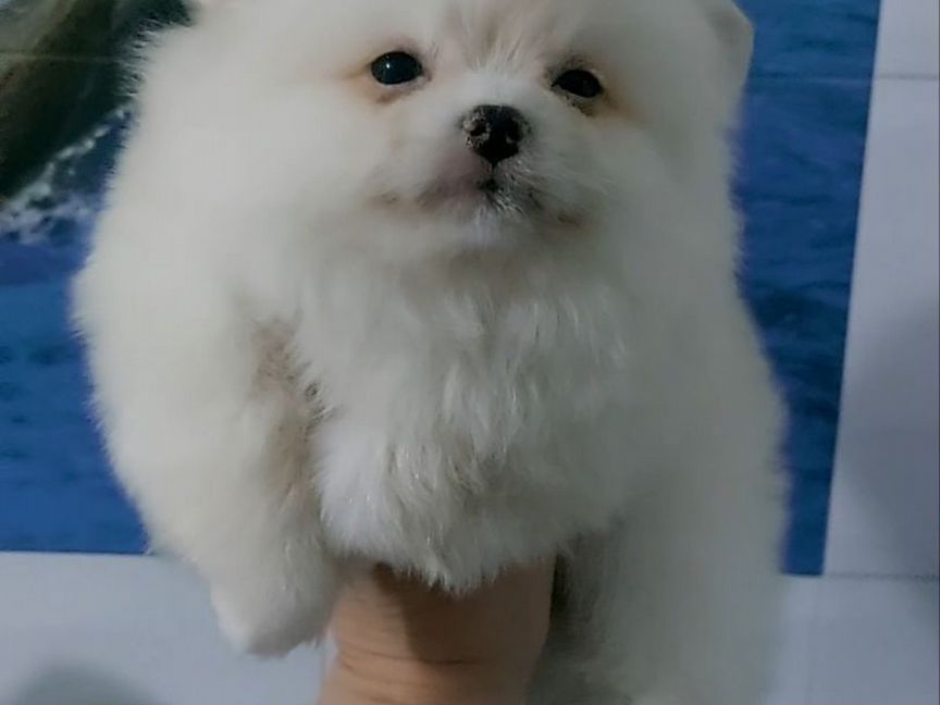 Мини мальчик и девочка померанские шпицы