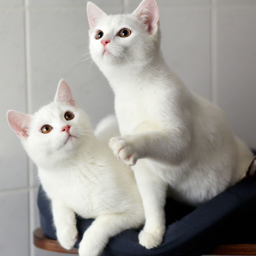 2 белые кошечки, 1 год