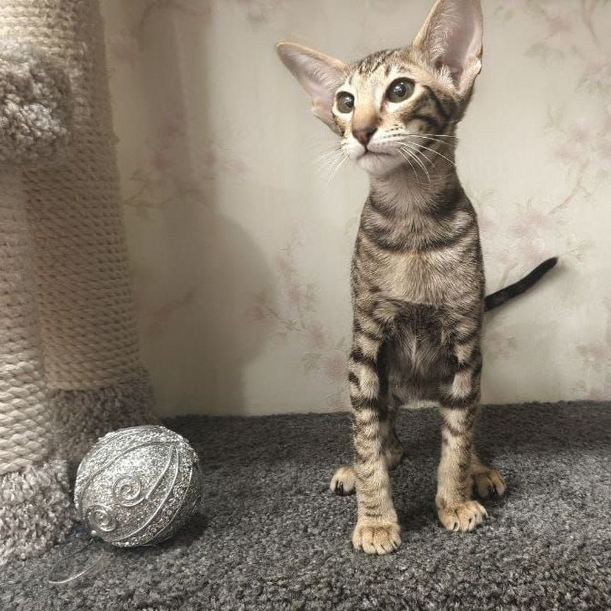 Ориентальный котёнок