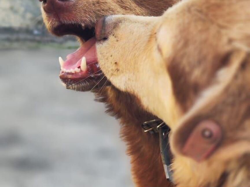 Собака в добрые руки отдам бесплатно