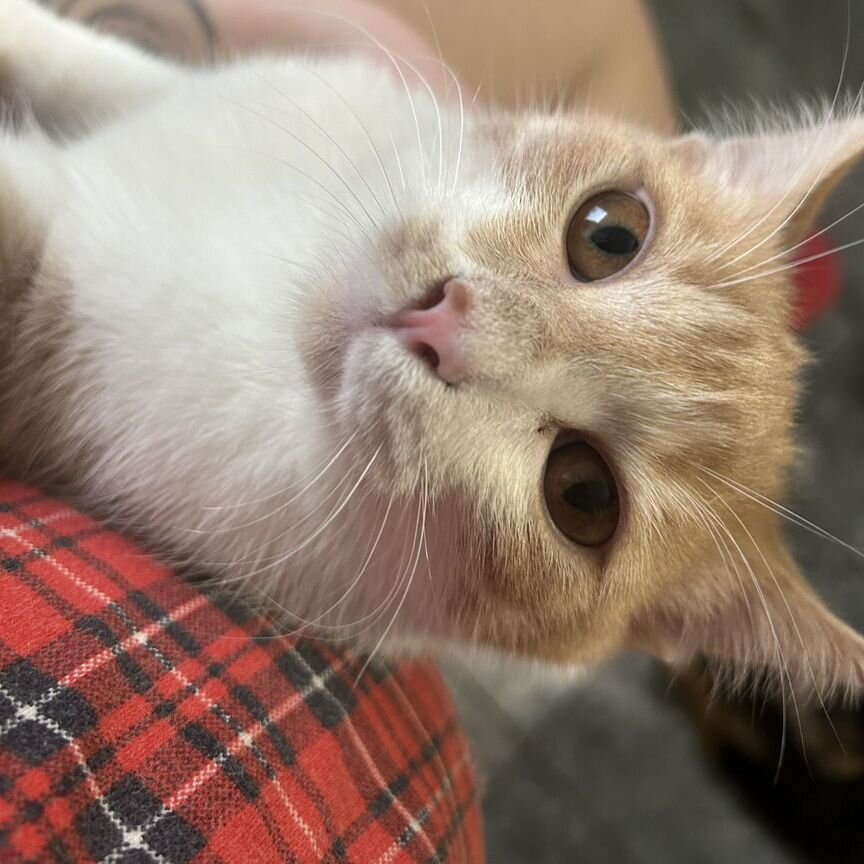 Котенок в добрые руки