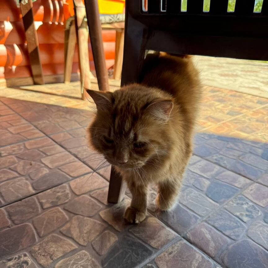 Котика оставили нужен дом