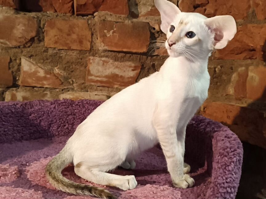 Ориентальные котята