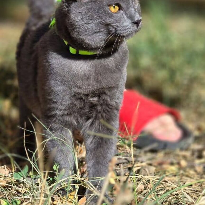 Кот-антистресс в дар