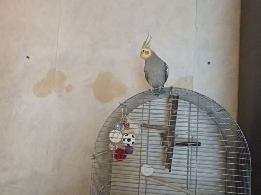 Попугай корелла в добрые руки