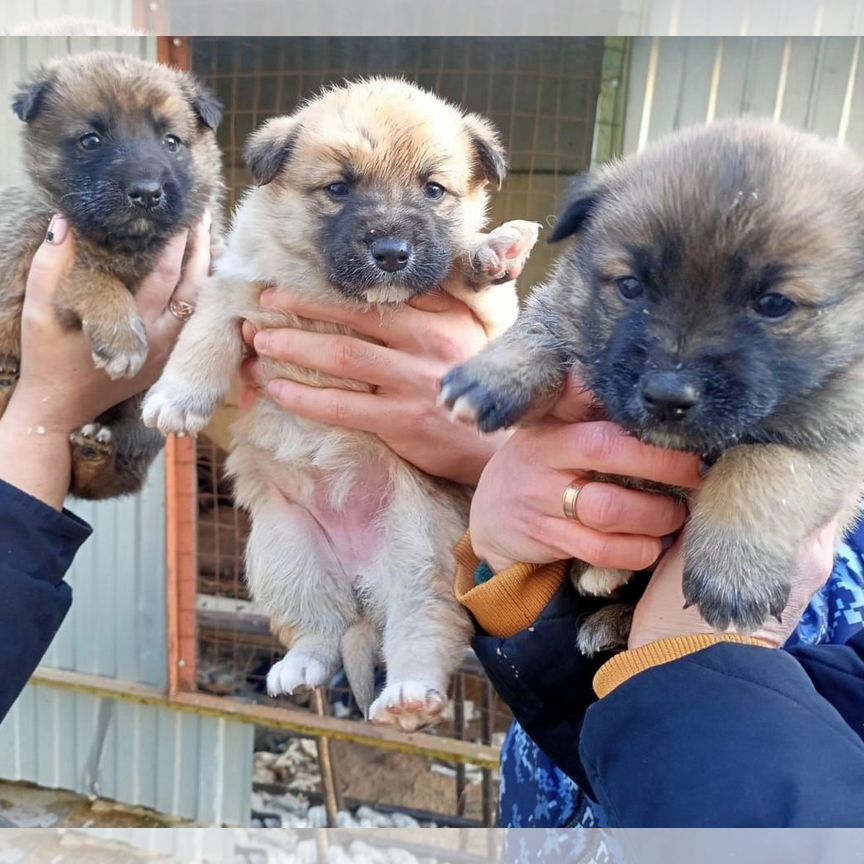 Милые пушистики