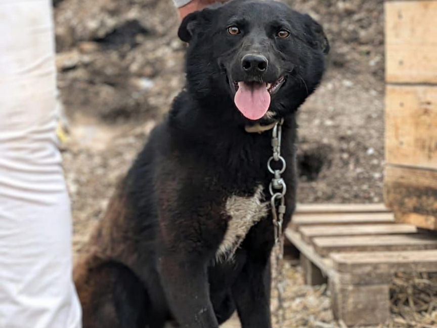 Собака в добрые руки