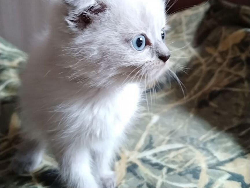 Котята
