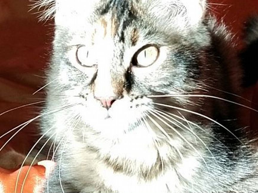 Котята Мейн-кун Полидакт Питомник