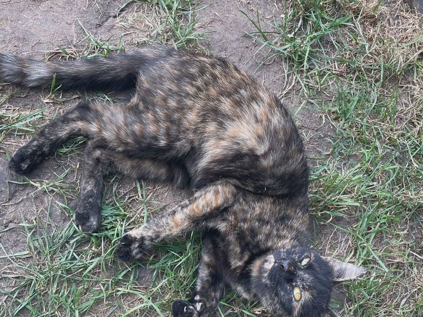 Породистая бурманская,кошка или помесь