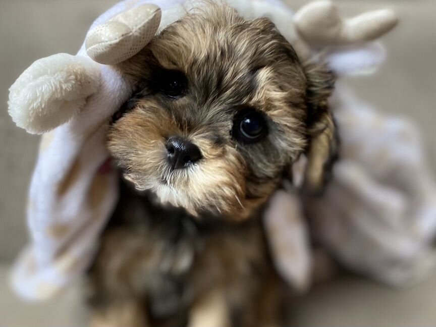 Сенечка мальчик шипу 2 мес