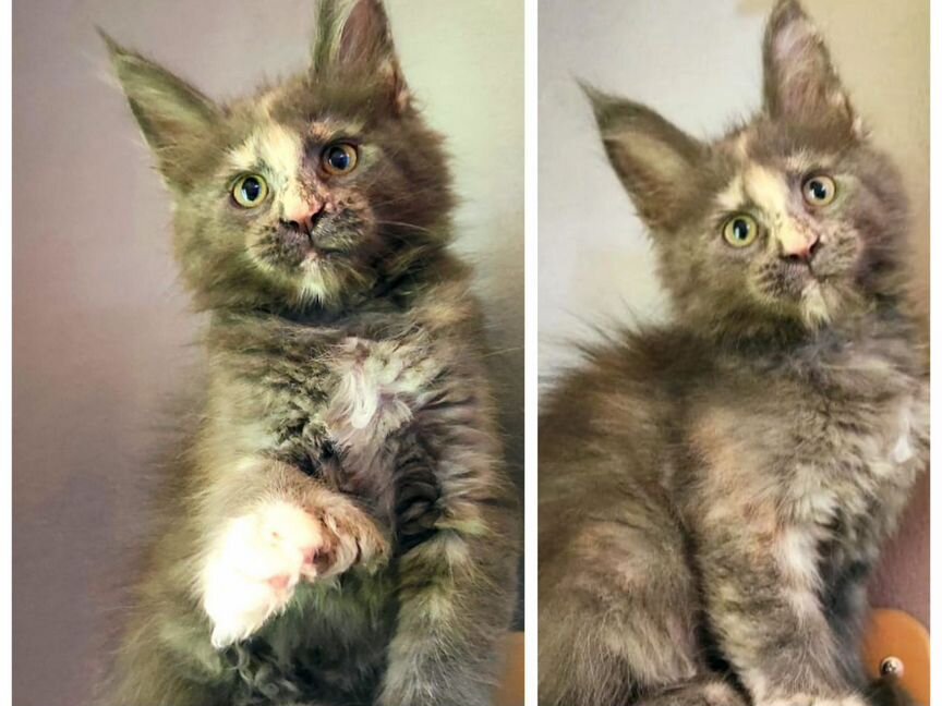 Мейн-кун Кукла девочка полидакт