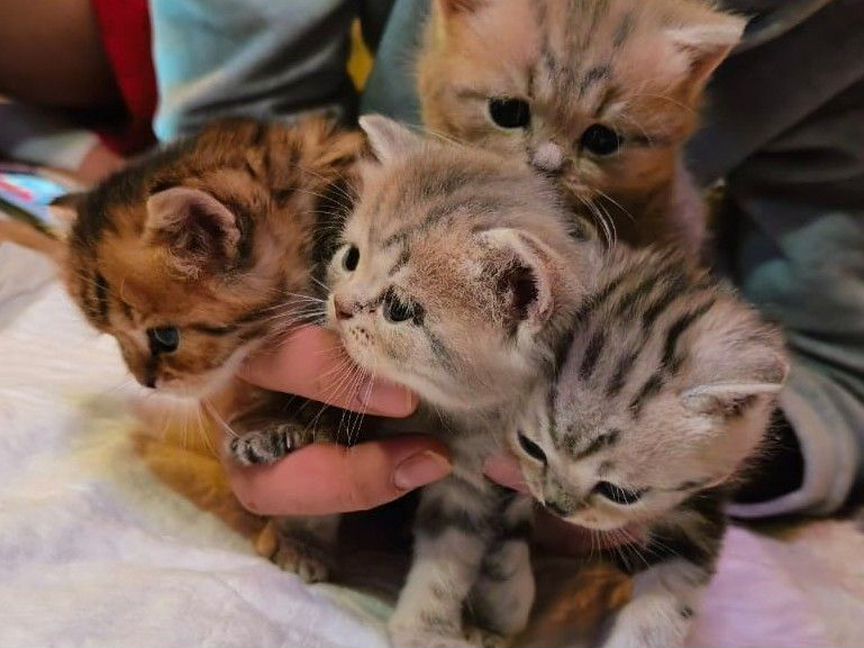 Шотландские прямоухие котята