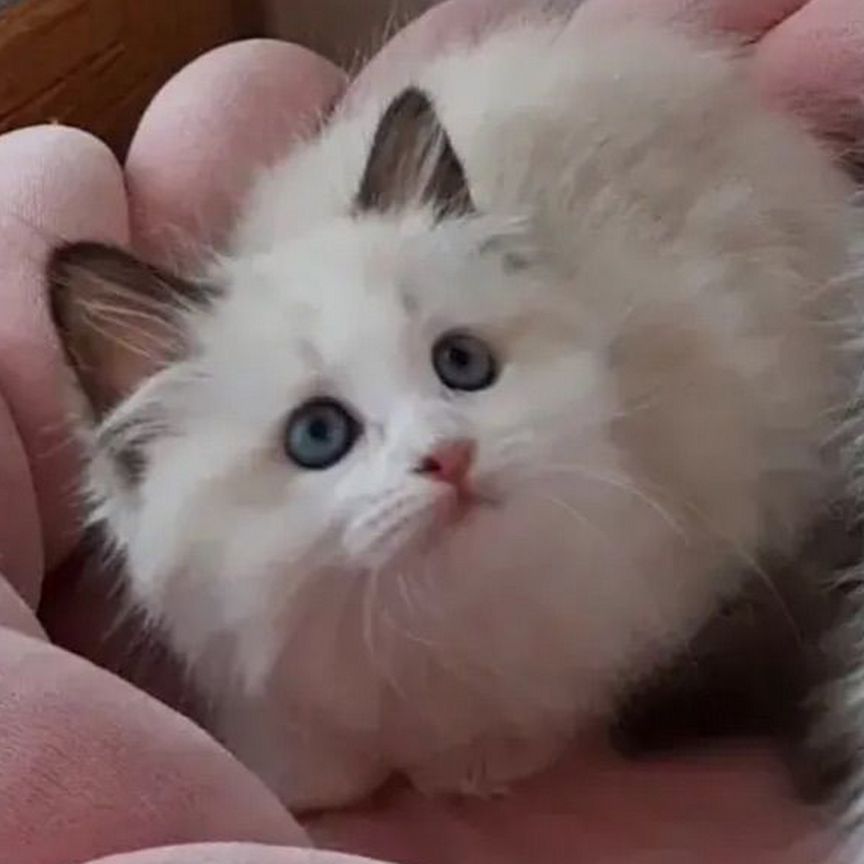 Рэгдолл котёнок