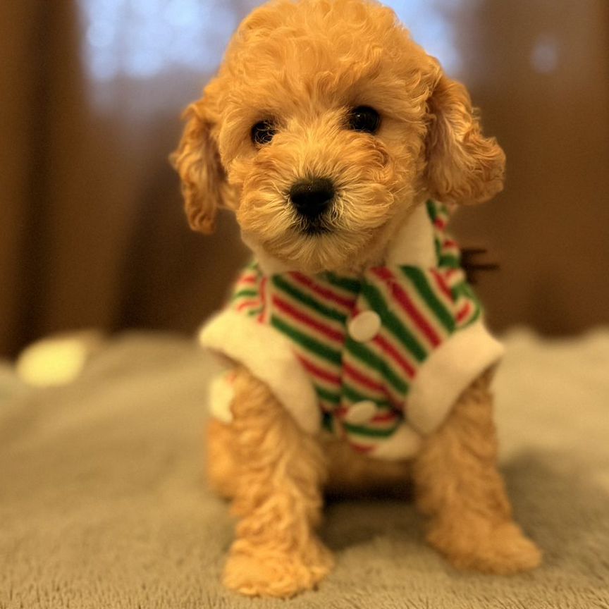 Той-пудель, щенок