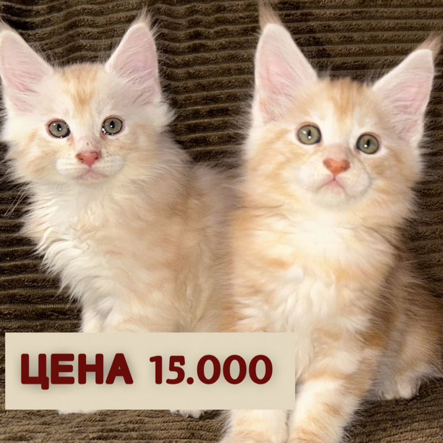 Мейн-кун котёнок