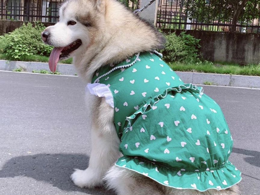 Собачья одежда новая